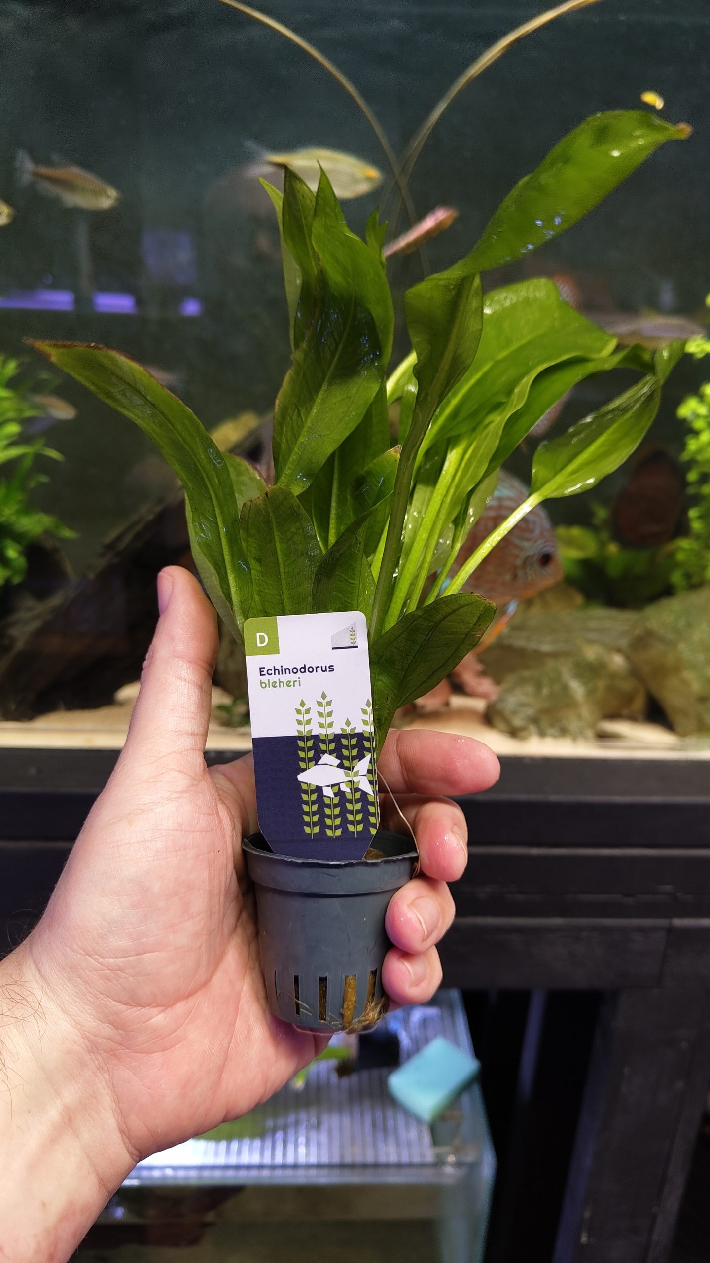 Echinodorus bleheri - Amazon Sword (pot) - Aquarium Adventures