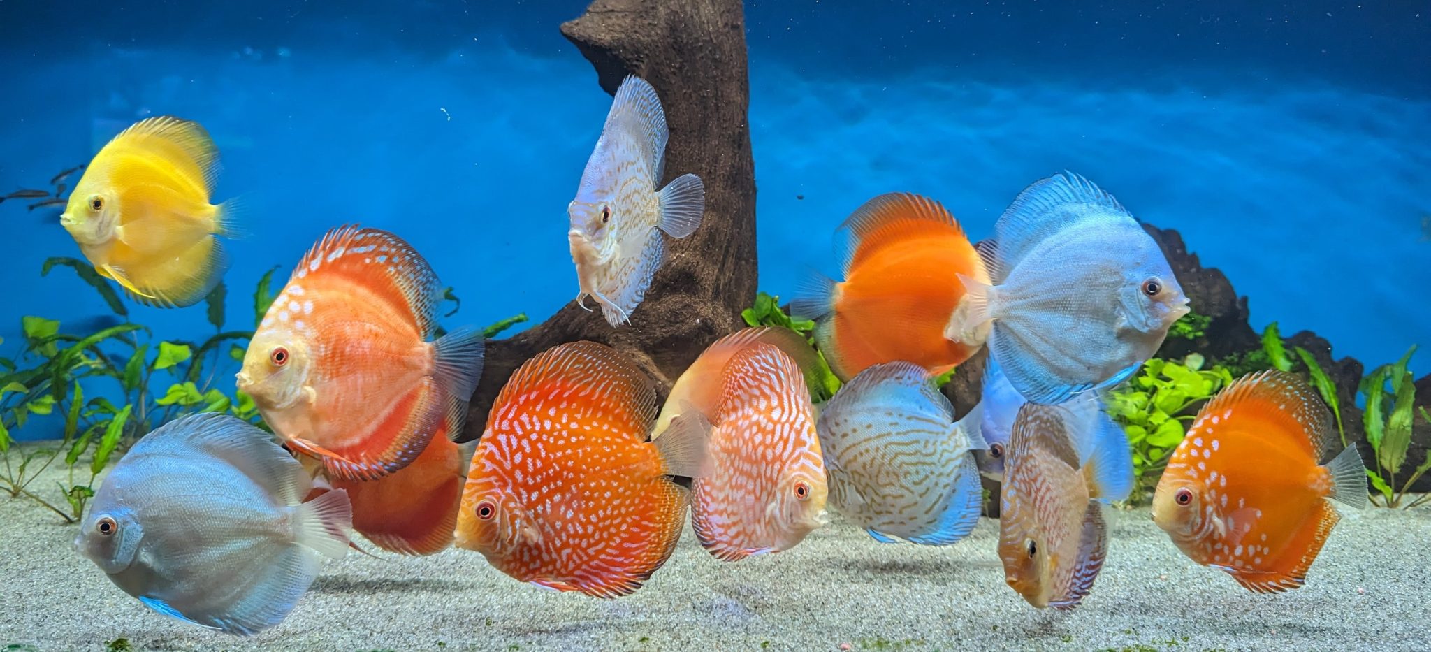 Chens Discus - Aquarium Adventures