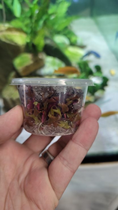 Alternantera minima (gel pot) - Aquarium Adventures